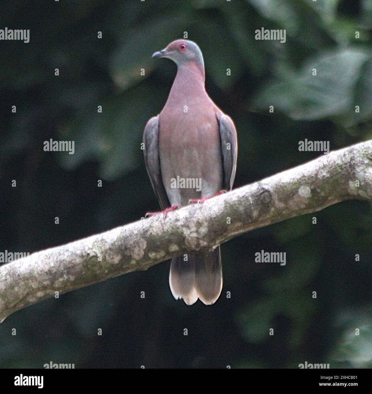 Pale vented pigeon hi-res stock photography and images - Alamy