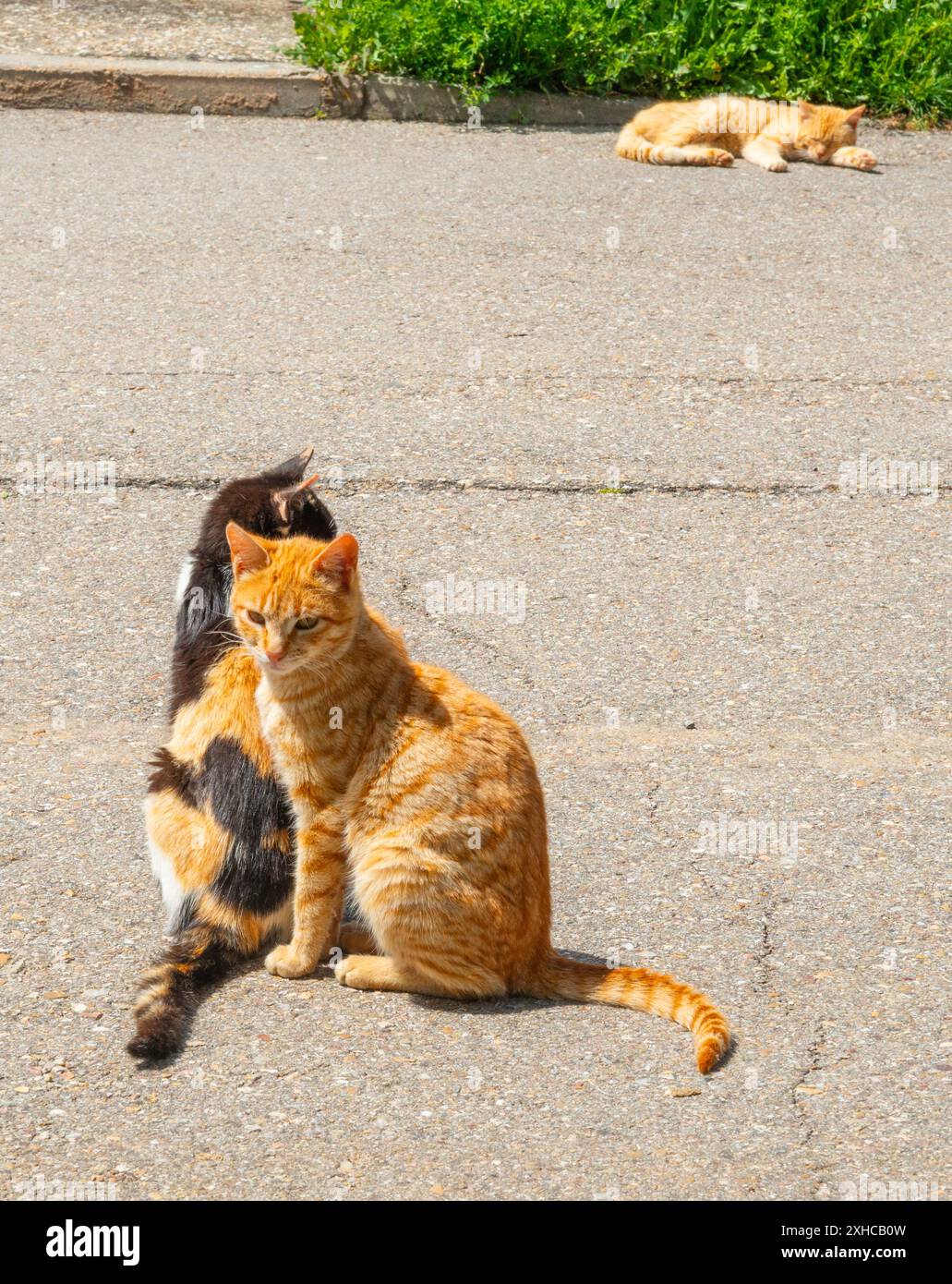 Two stray cats Stock Photo - Alamy