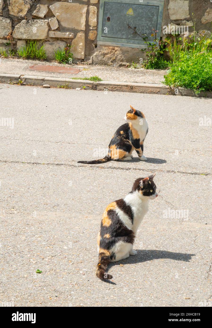 Gato hembra hi-res stock photography and images - Alamy