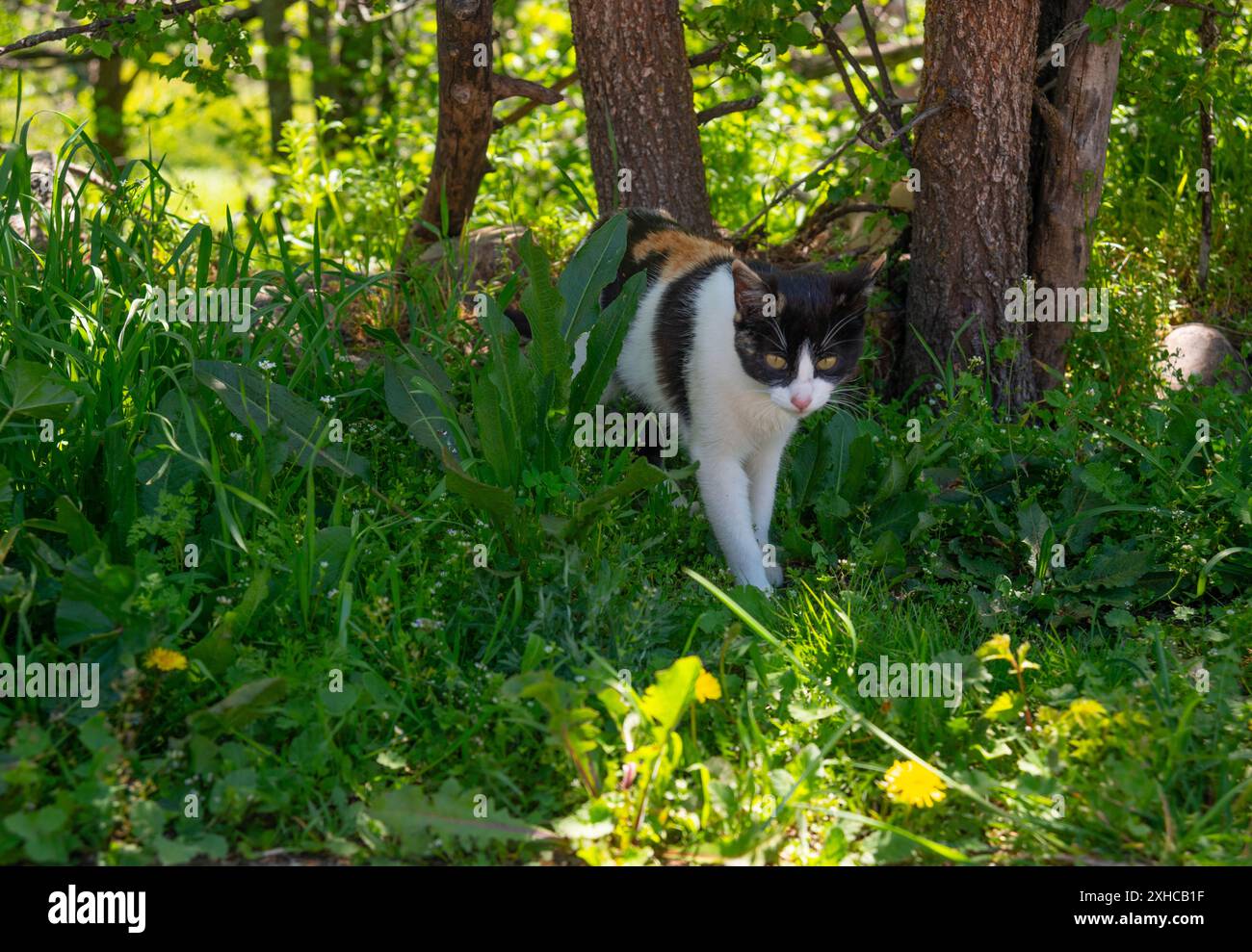 Calico cat in nature Stock Photo - Alamy
