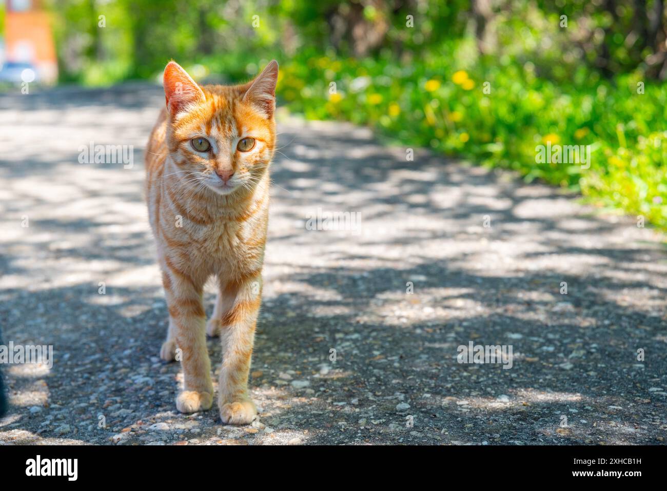 Gato tabby naranja hi-res stock photography and images - Alamy