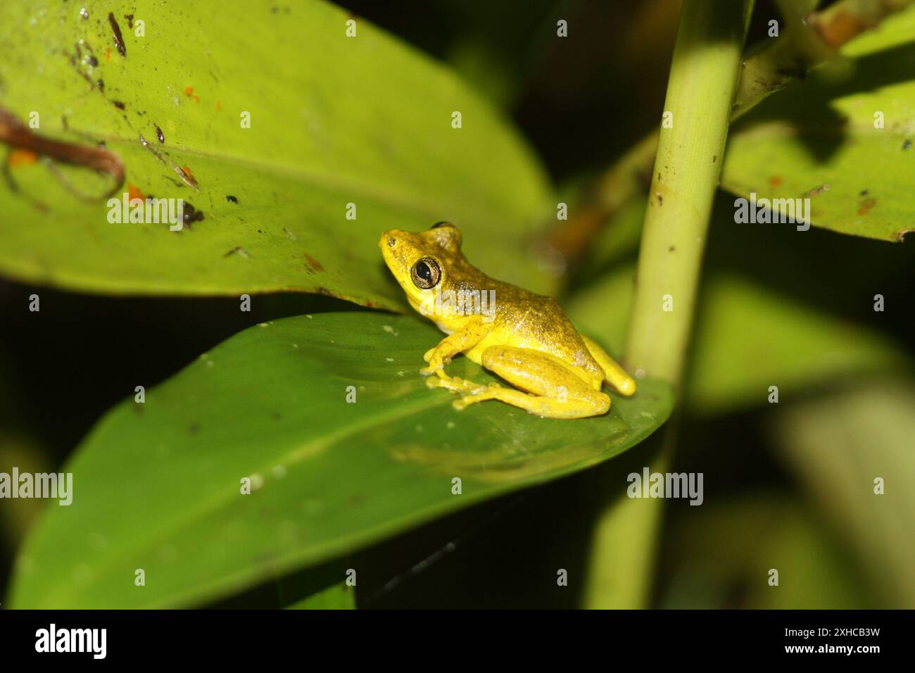 Red Snouted Tree Frog (Scinax ruber) Puerto Maldonado Stock Photo - Alamy