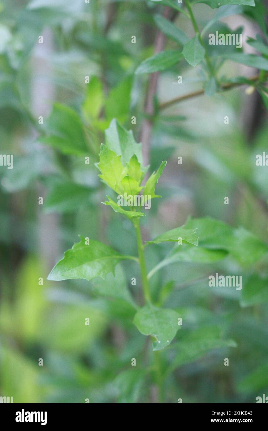 groundsel tree (Baccharis halimifolia) Estelle, Louisiana, United ...