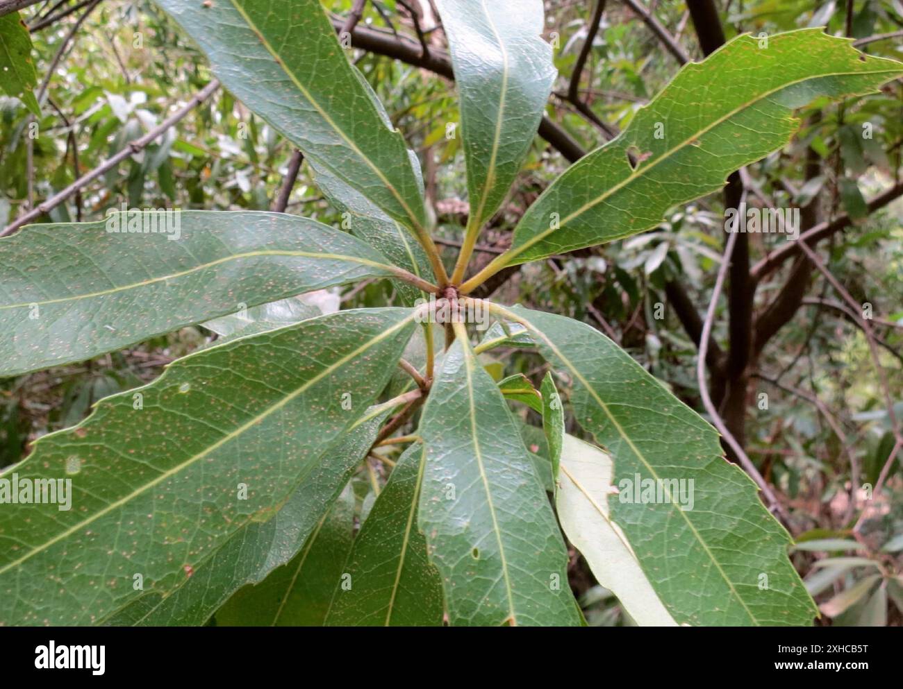 Brabejum hi-res stock photography and images - Alamy