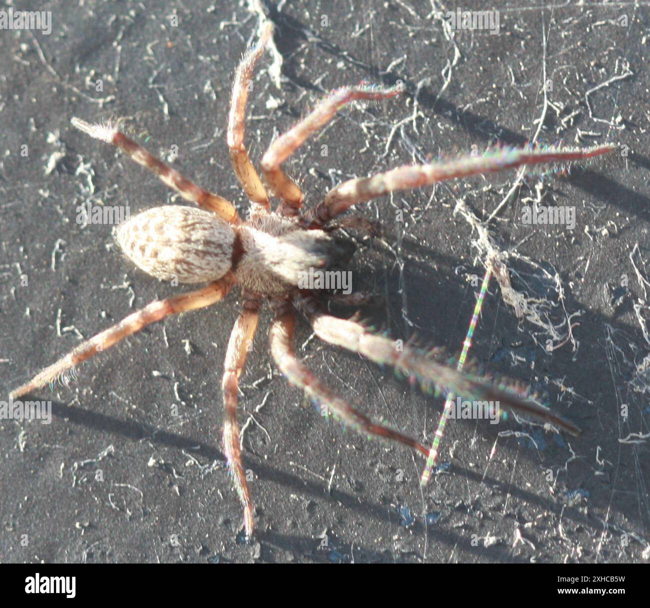 Grey House Spider (Badumna longinqua) Heron's Head Stock Photo - Alamy