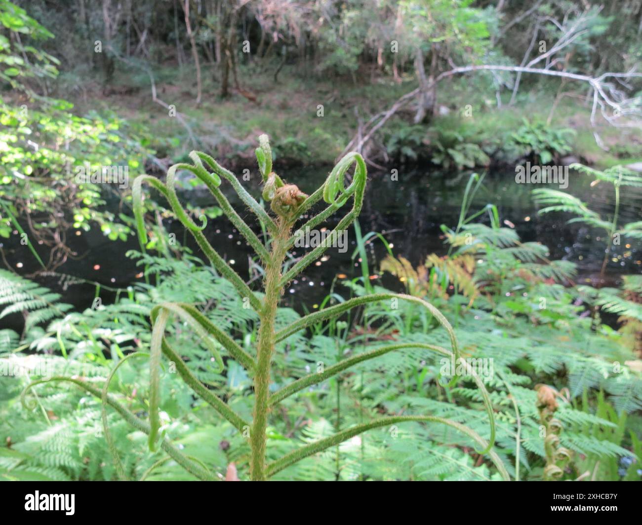Cape Hard Fern (Blechnum capense) Strawberry Hill Fern Trail at Dis ...