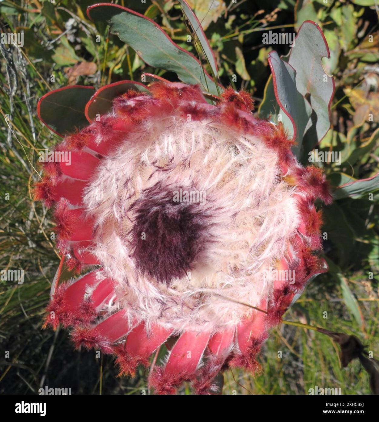 Queen protea protea magnifica hi-res stock photography and images - Alamy