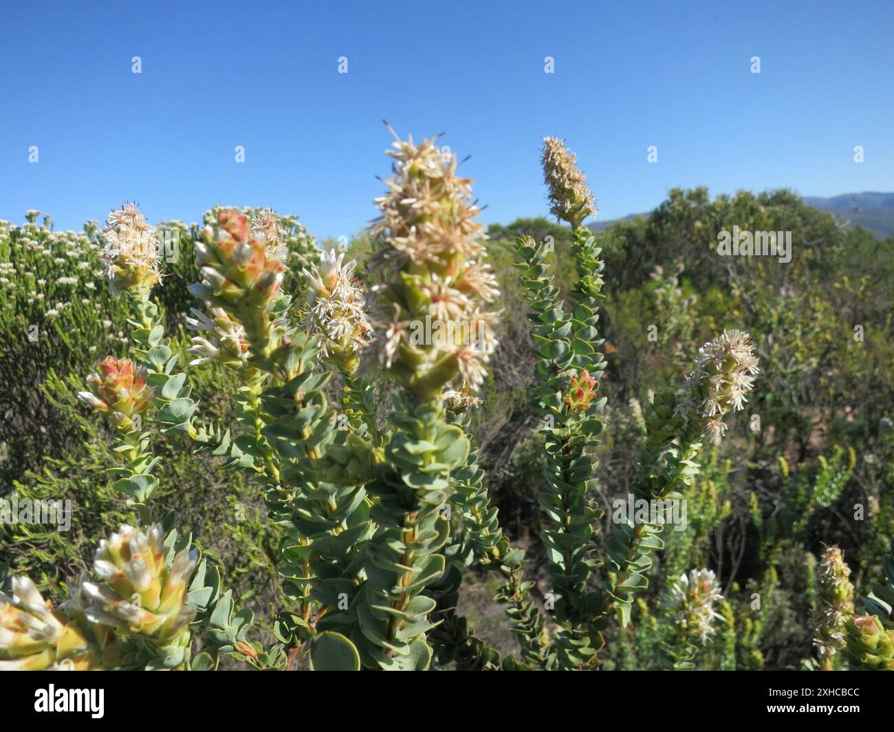 Honeyscent Sceptre (Paranomus roodebergensis) Rooiberg Pass on the ...