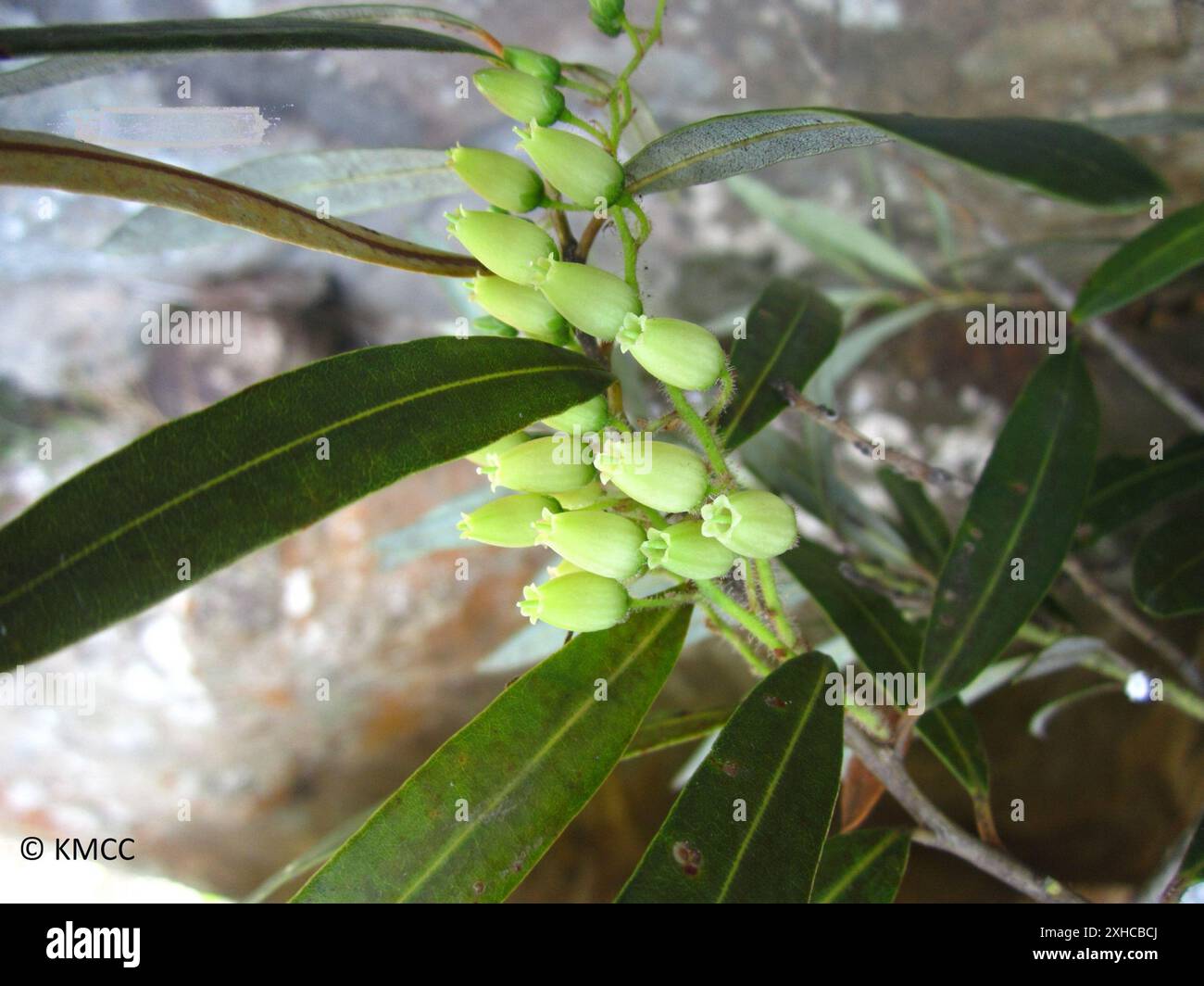 Agarista hi-res stock photography and images - Alamy