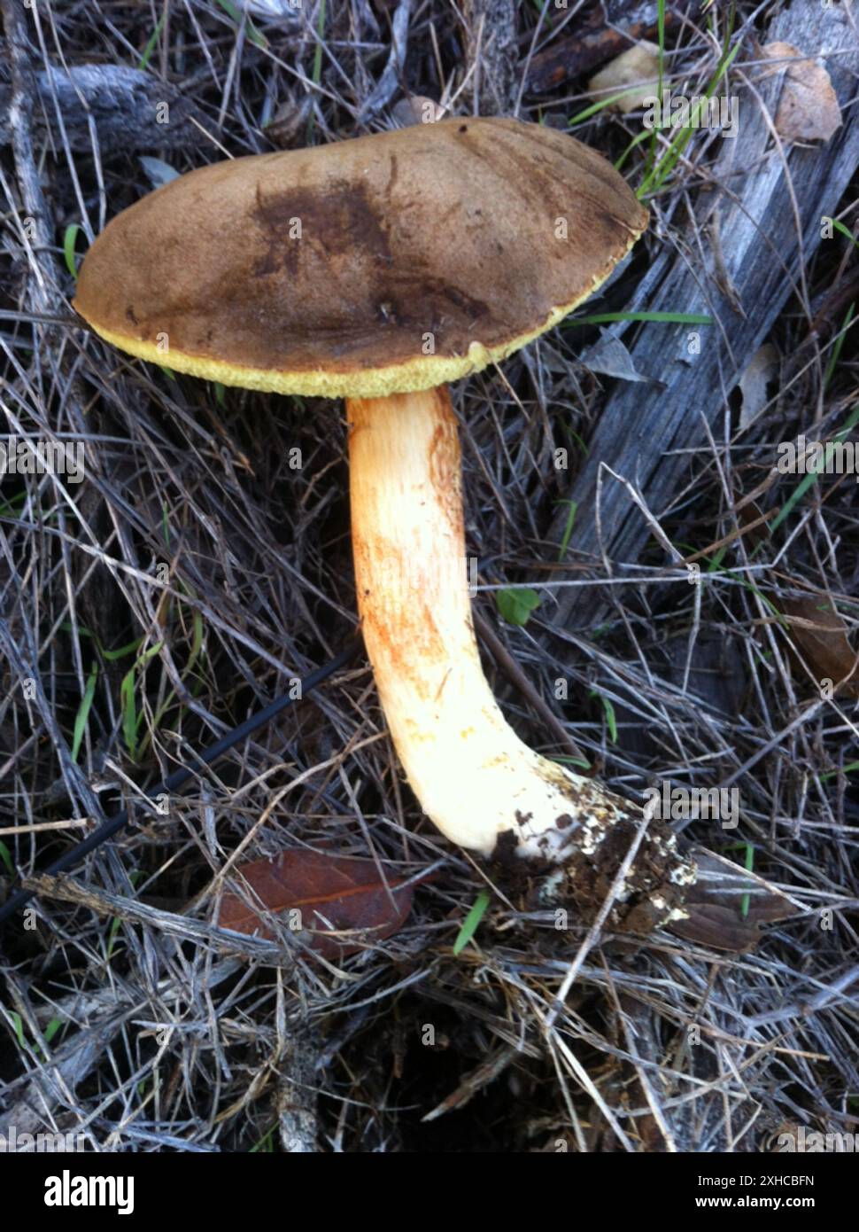 Suede Bolete (Xerocomus subtomentosus) 243–299 Sarah Dr, Corte Madera ...