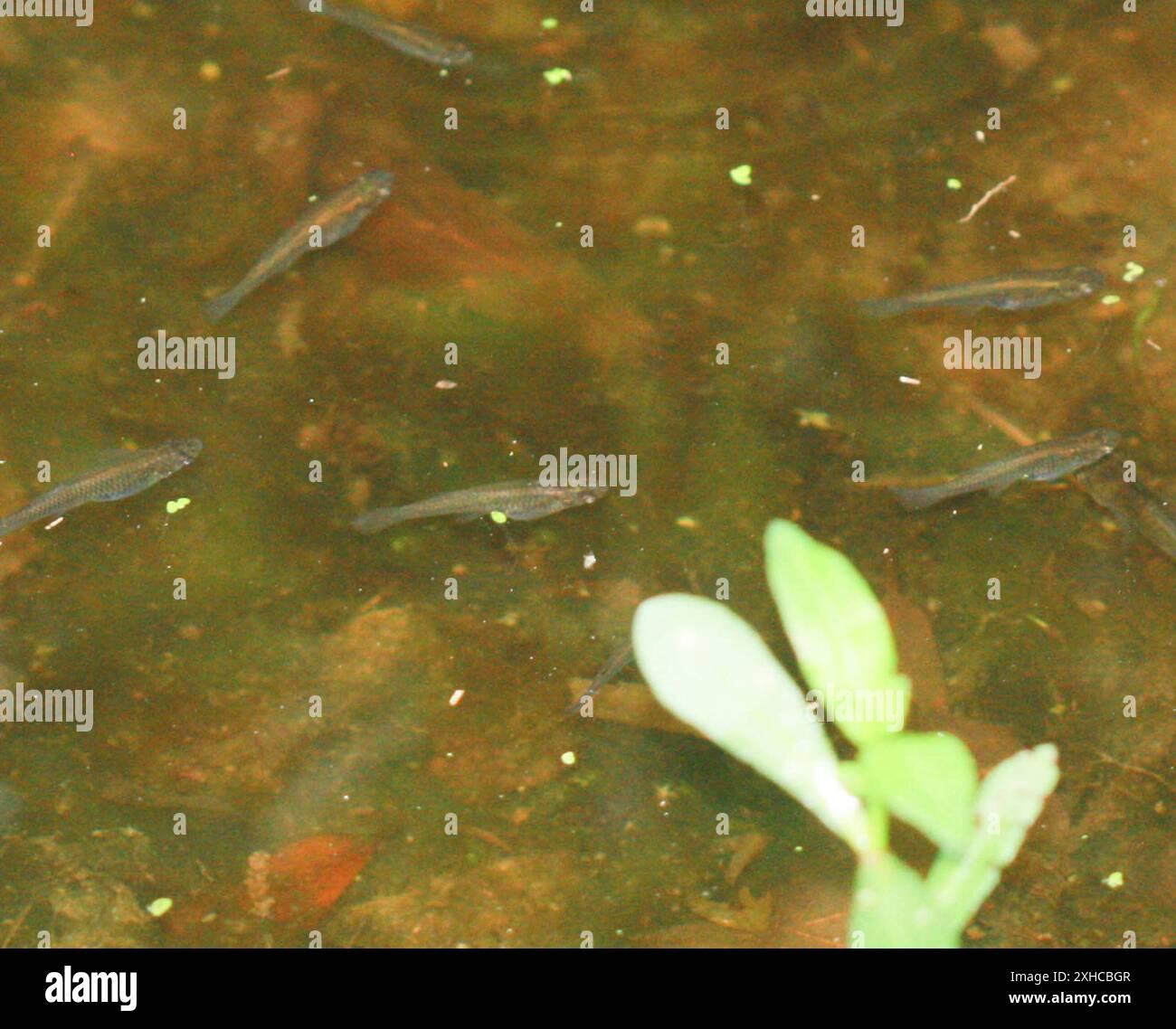 Western Mosquitofish (Gambusia affinis) Estelle, Louisiana, United ...