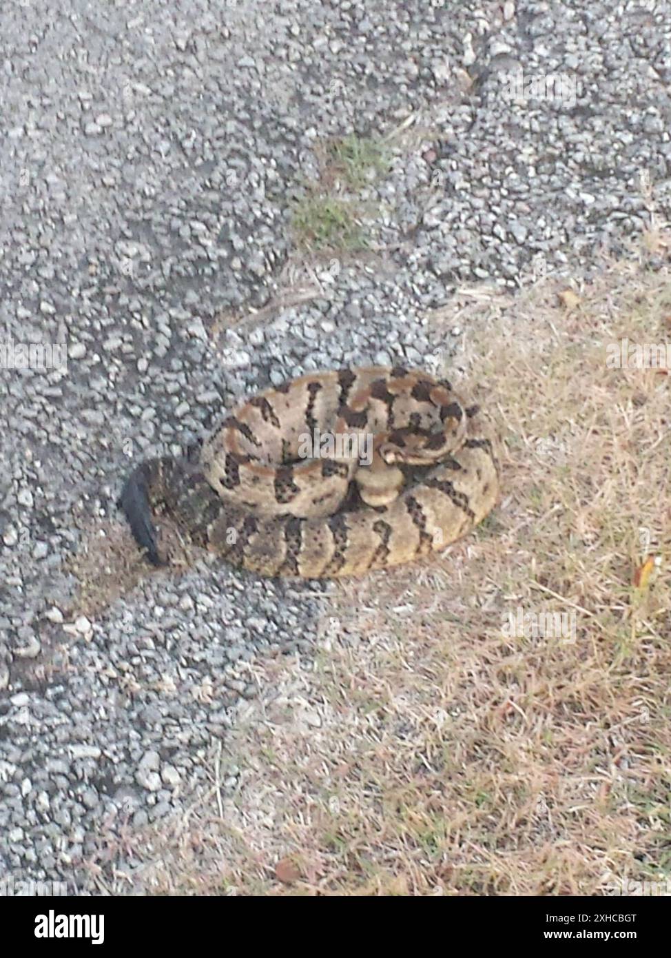 Timber Rattlesnake (Crotalus horridus) Brazoria County, US-TX, US Stock ...