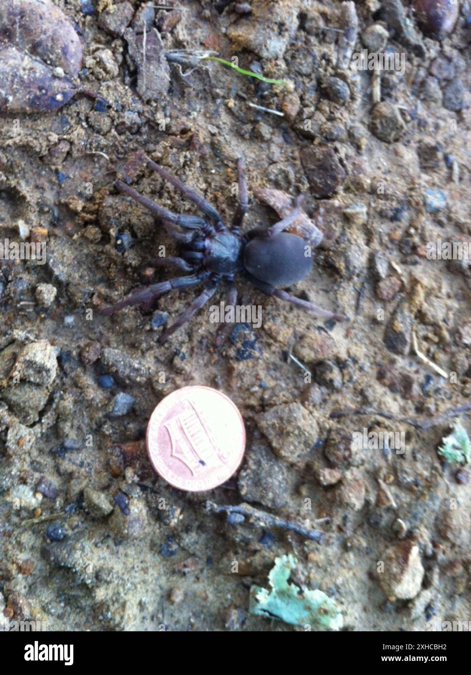 False Tarantula (Calisoga longitarsis) 200 Sarah Dr, Corte Madera, CA ...