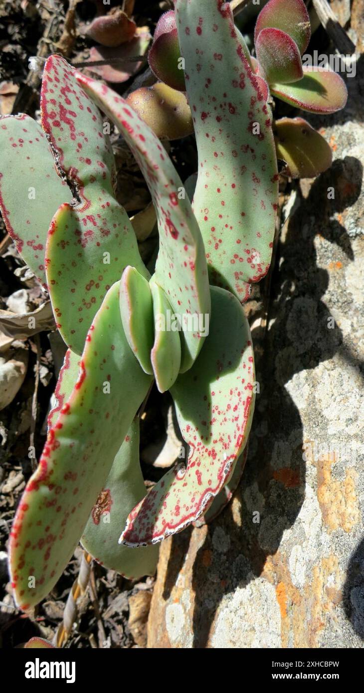 propeller plant (Crassula perfoliata falcata) Tokoloshe Cave on the ...