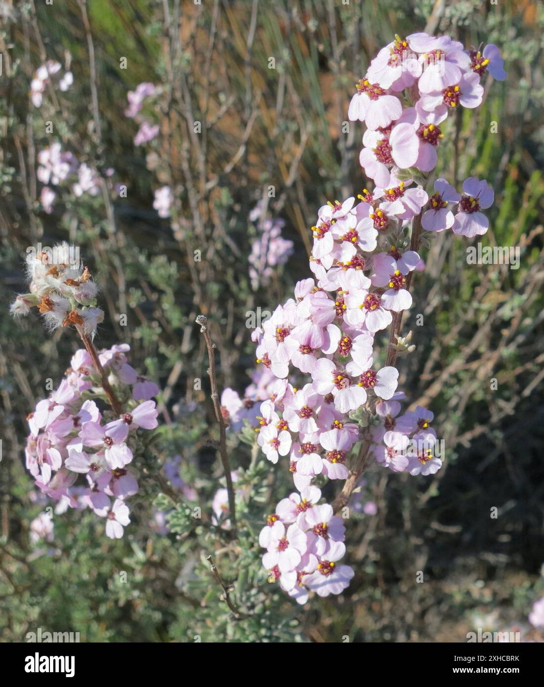 African Wild Rosemary (Eriocephalus africanus africanus) Jeep Track in ...