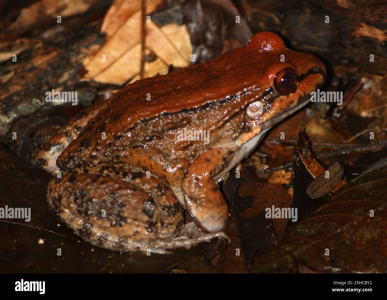 Peru white-lipped frog (Leptodactylus rhodonotus) Madre de Dios, Peru ...