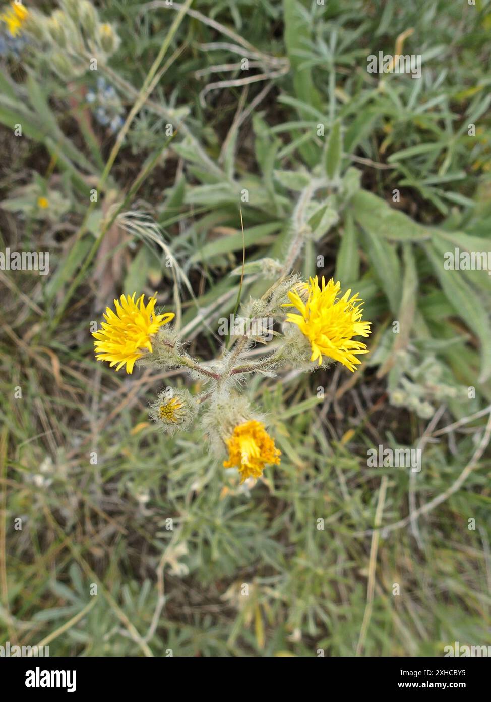 Bogus basin hi-res stock photography and images - Alamy
