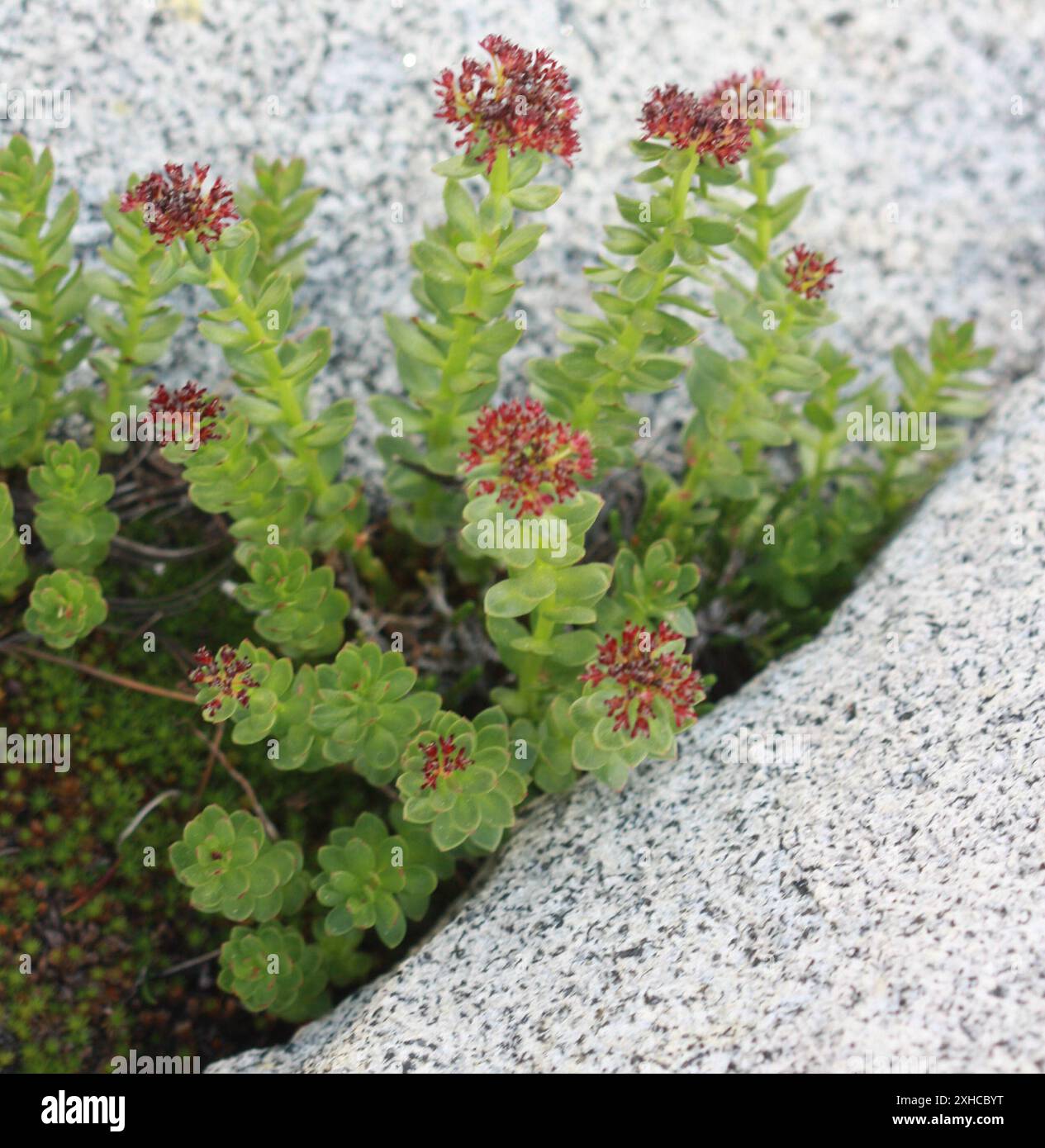 Western Roseroot (Western) (Rhodiola integrifolia integrifolia ...