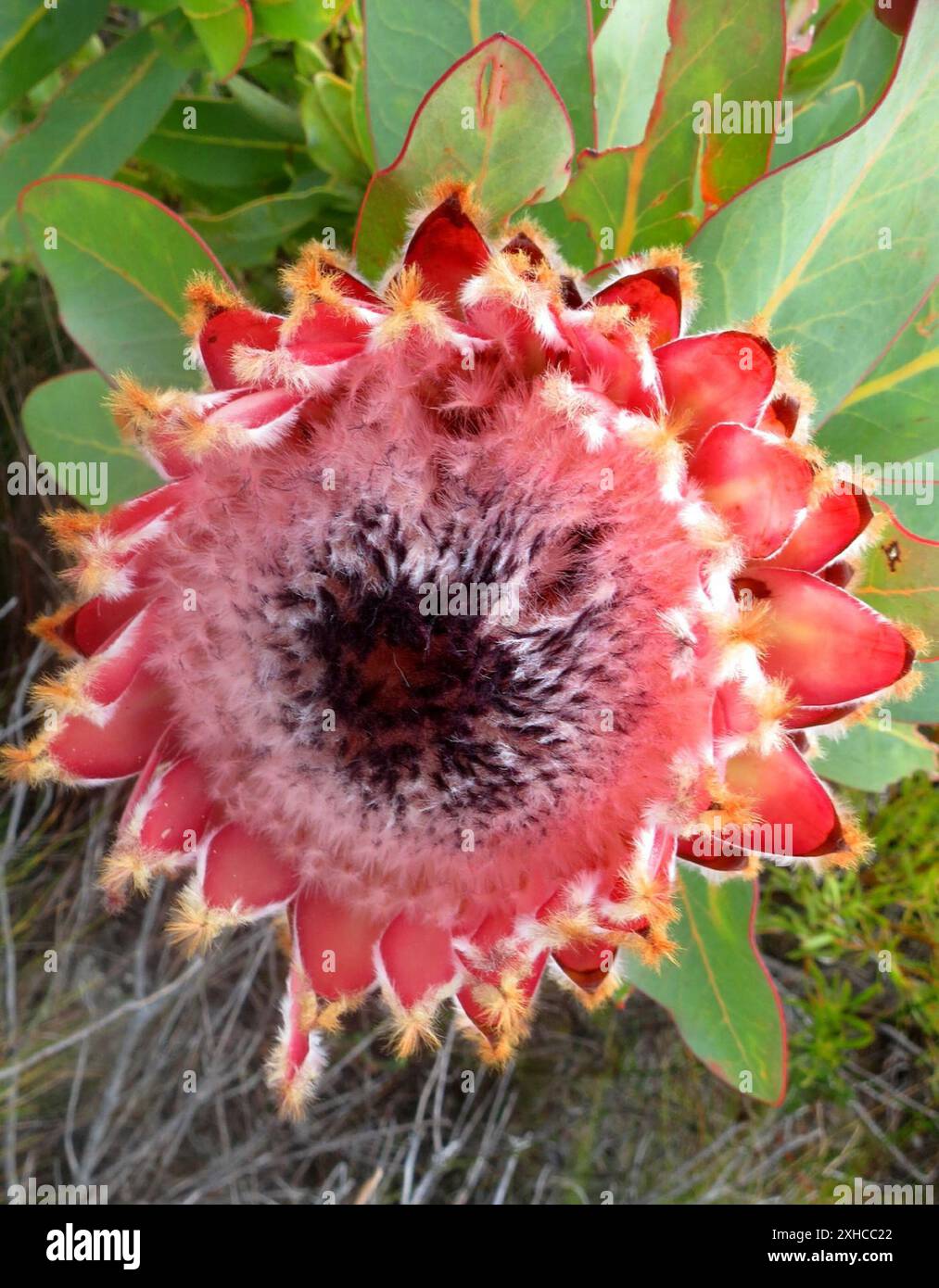 Queen protea protea magnifica hi-res stock photography and images - Alamy