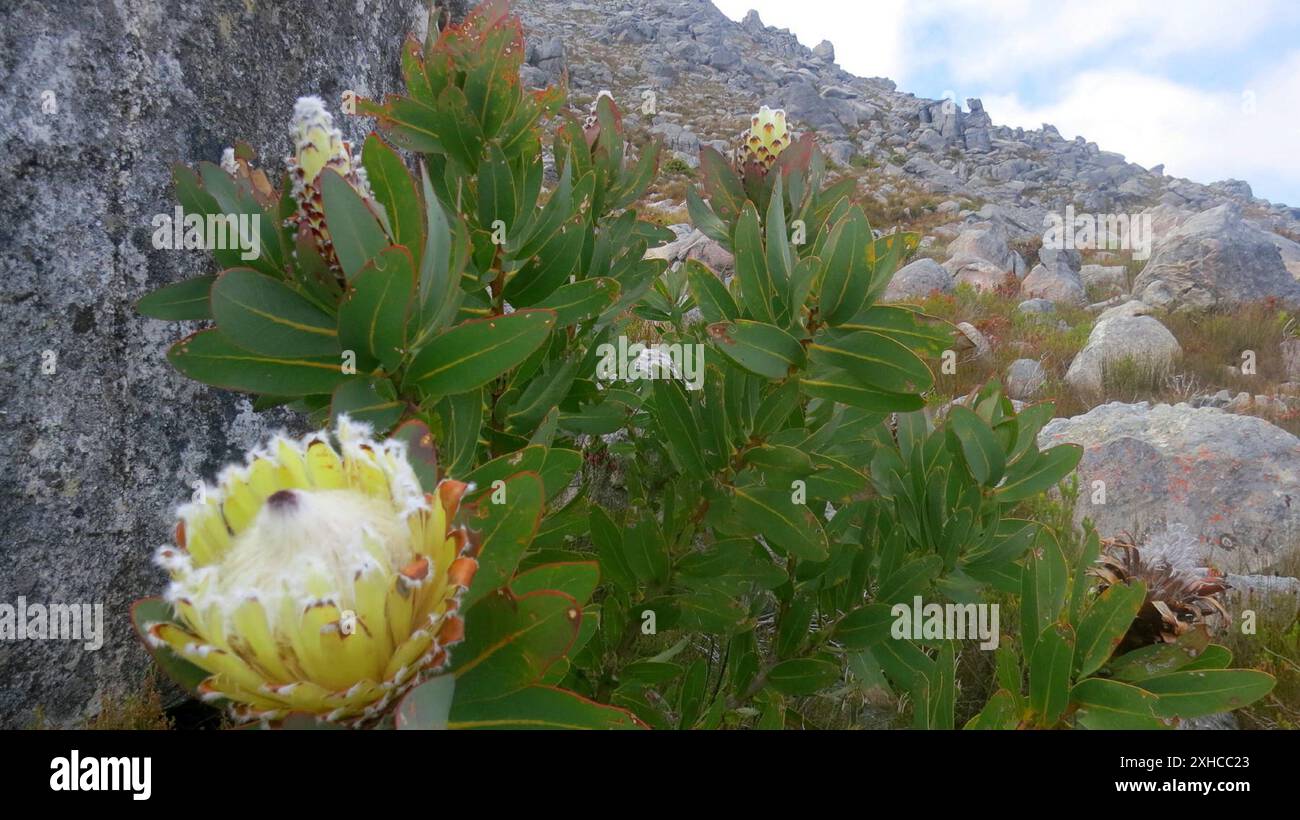 Queen protea protea magnifica hi-res stock photography and images - Alamy