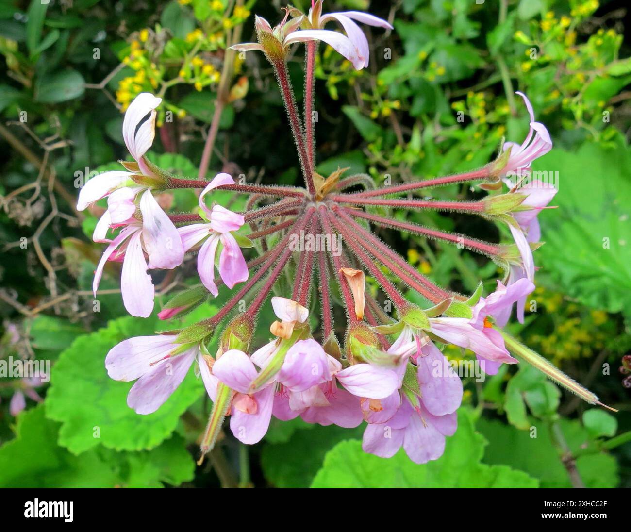 horseshoe geranium (Pelargonium zonale) Monate Cliff Path Stock Photo ...