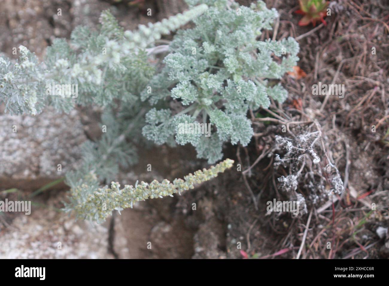 coastal sagewort (Artemisia pycnocephala) devil's slide pacifica Stock ...