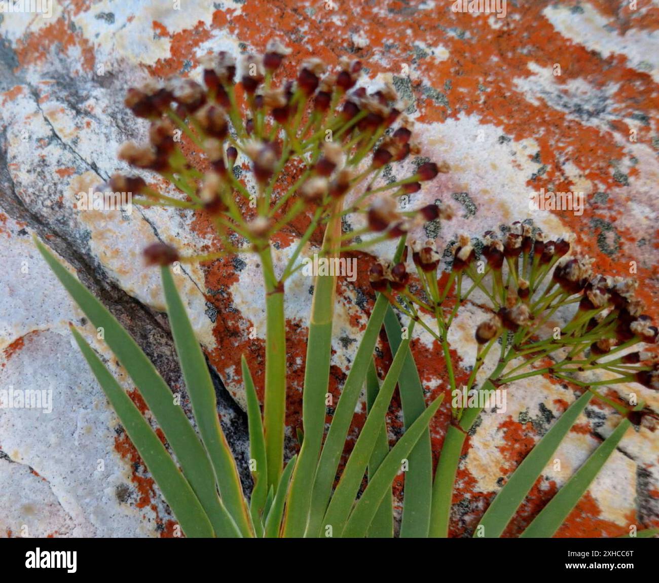 Miniflower Bushiris (Nivenia parviflora) Liggies Trail on Elandsberg in ...
