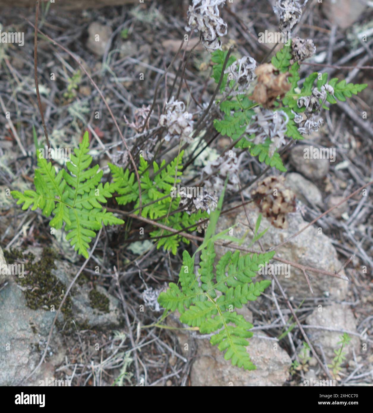 goldback fern (Pentagramma triangularis) Calistoga, California, United ...