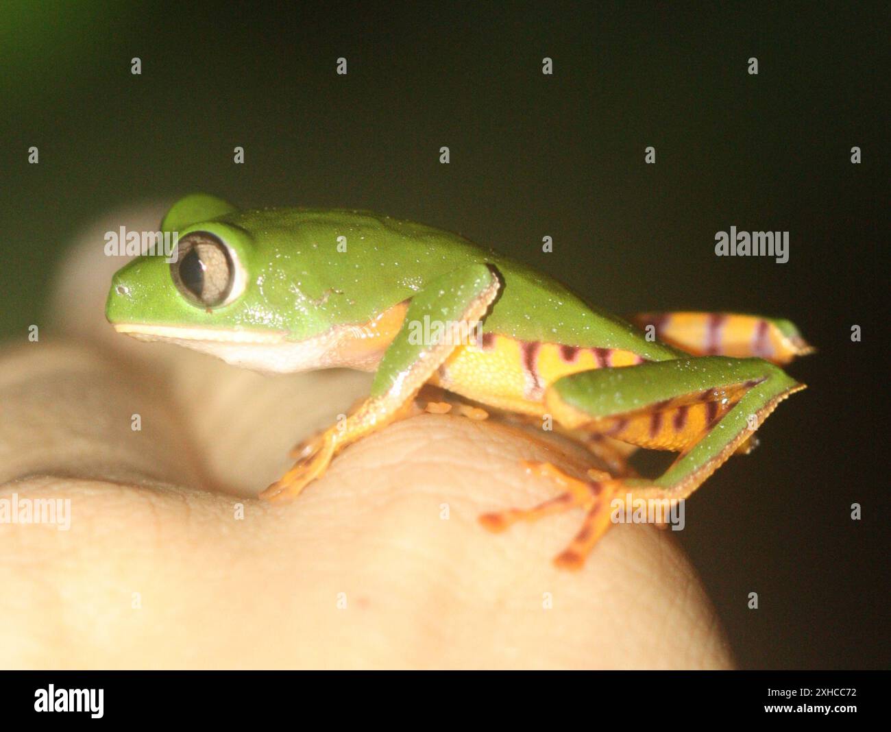 Barred Monkey Frog (Callimedusa tomopterna) Tambopata, PE-MD, PE Stock ...