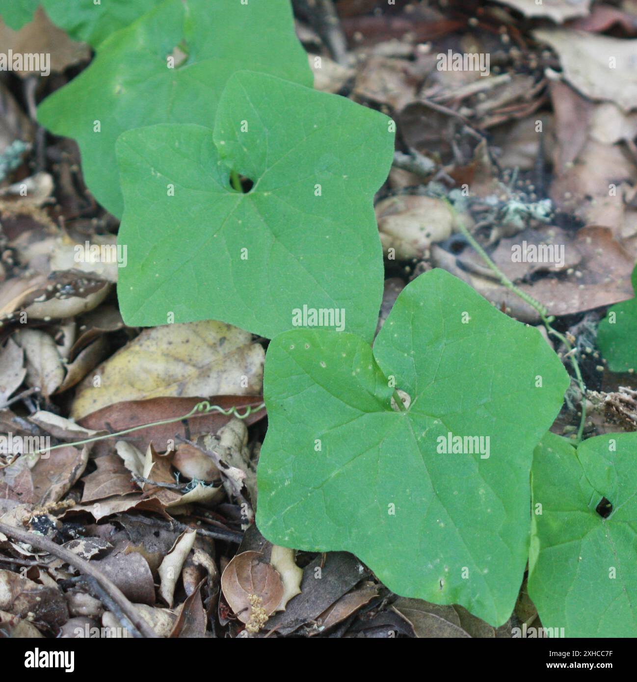 California manroot (Marah fabacea) San Carlos, California, United ...