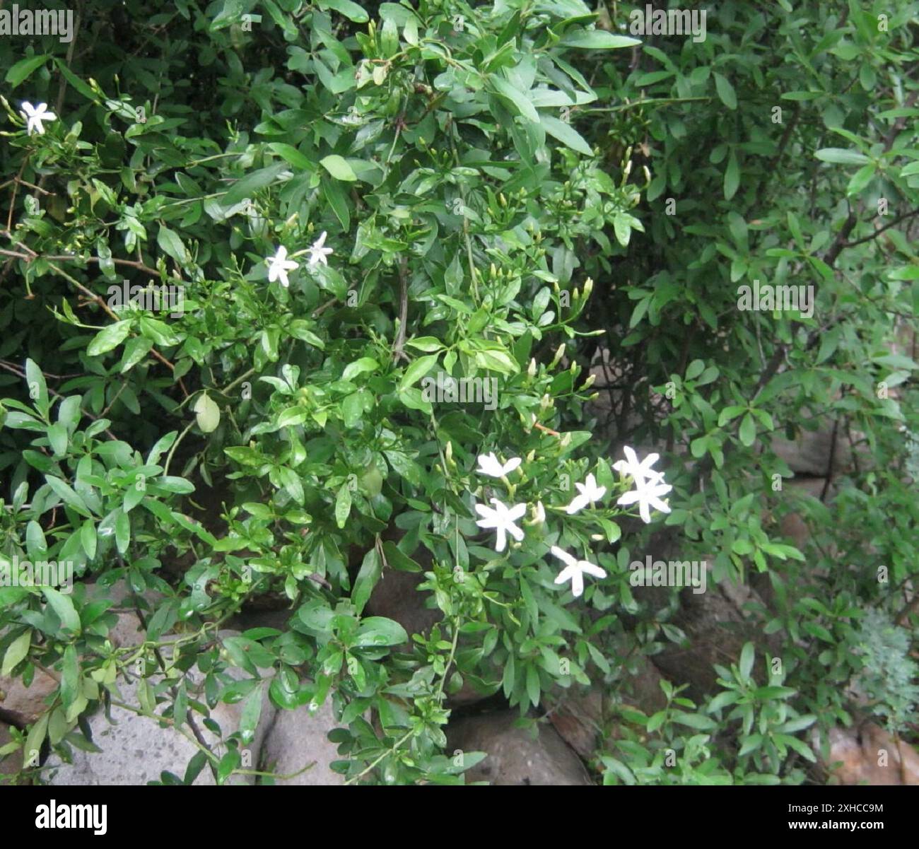 Angular Jasmine (Jasminum angulare) Gamkaskloof in the Groot Swartberg ...