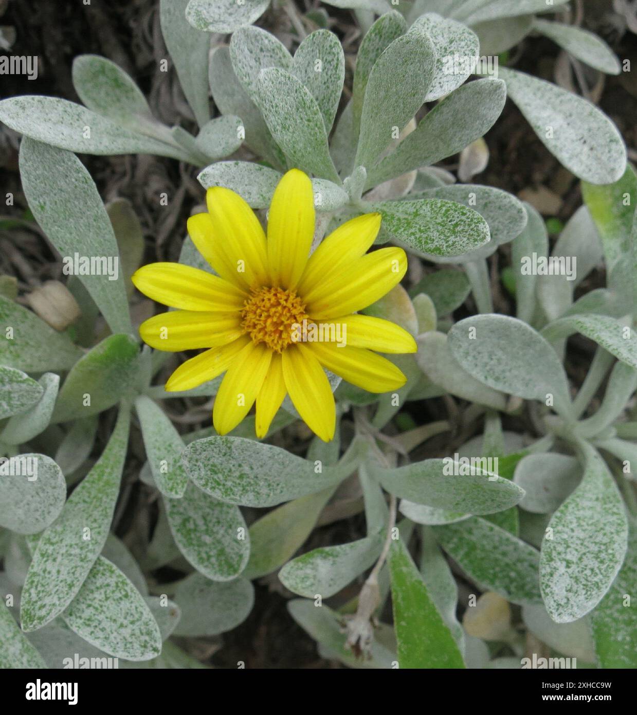 Greyleaf Trailing Gazania (Gazania rigens leucolaena) Salt River east ...
