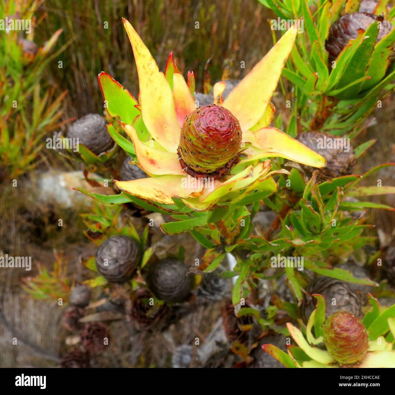 Common Spearleaf Conebush (Leucadendron spissifolium spissifolium ...