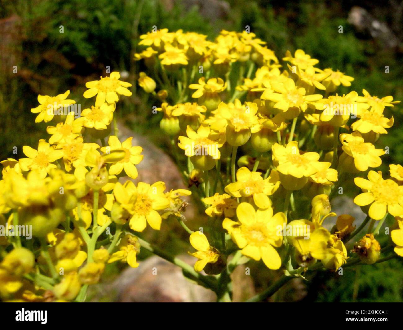Poorflower Babooncabbage (Othonna parviflora) Steenbokberg off Bains ...