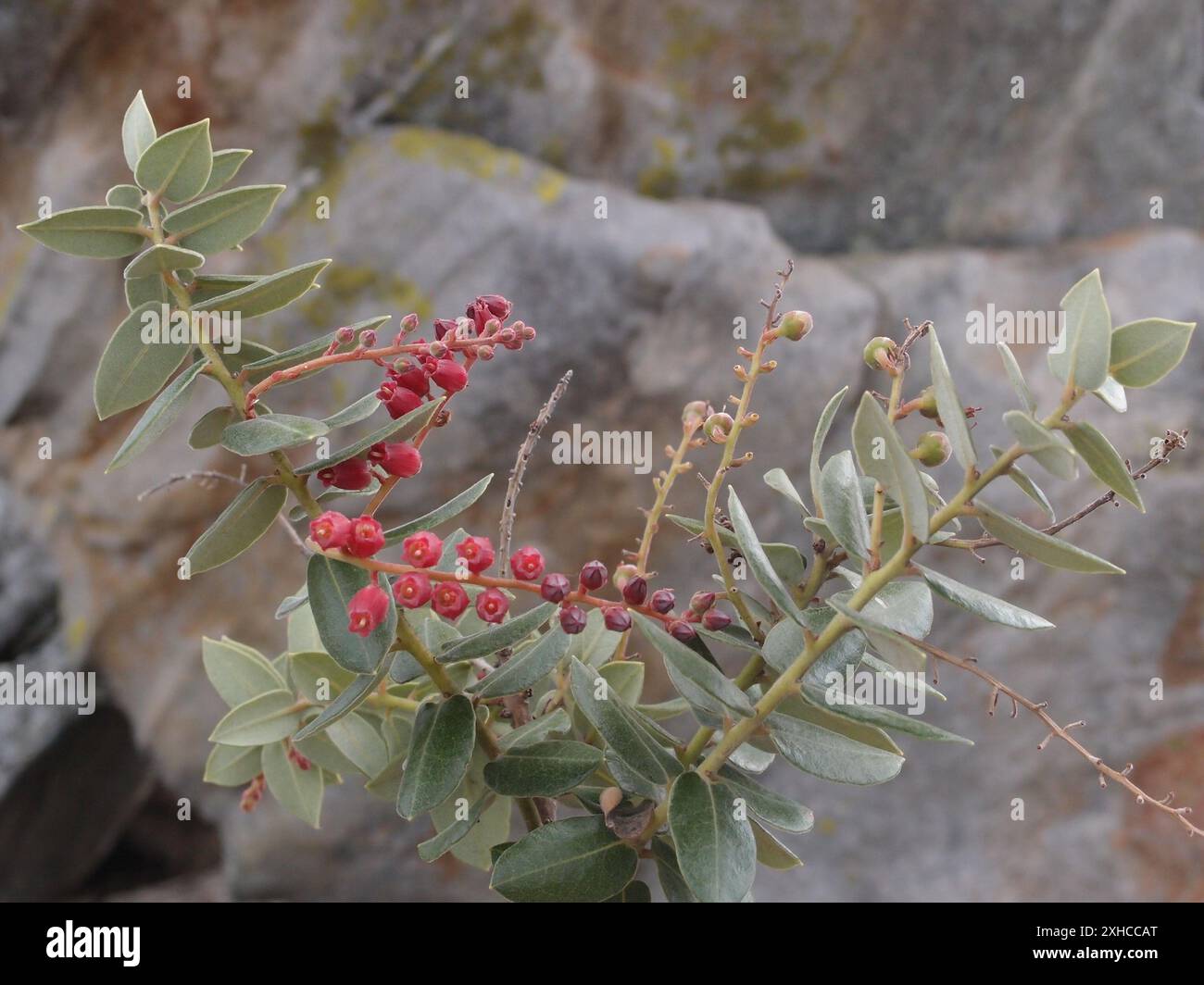 Agarista hi-res stock photography and images - Alamy