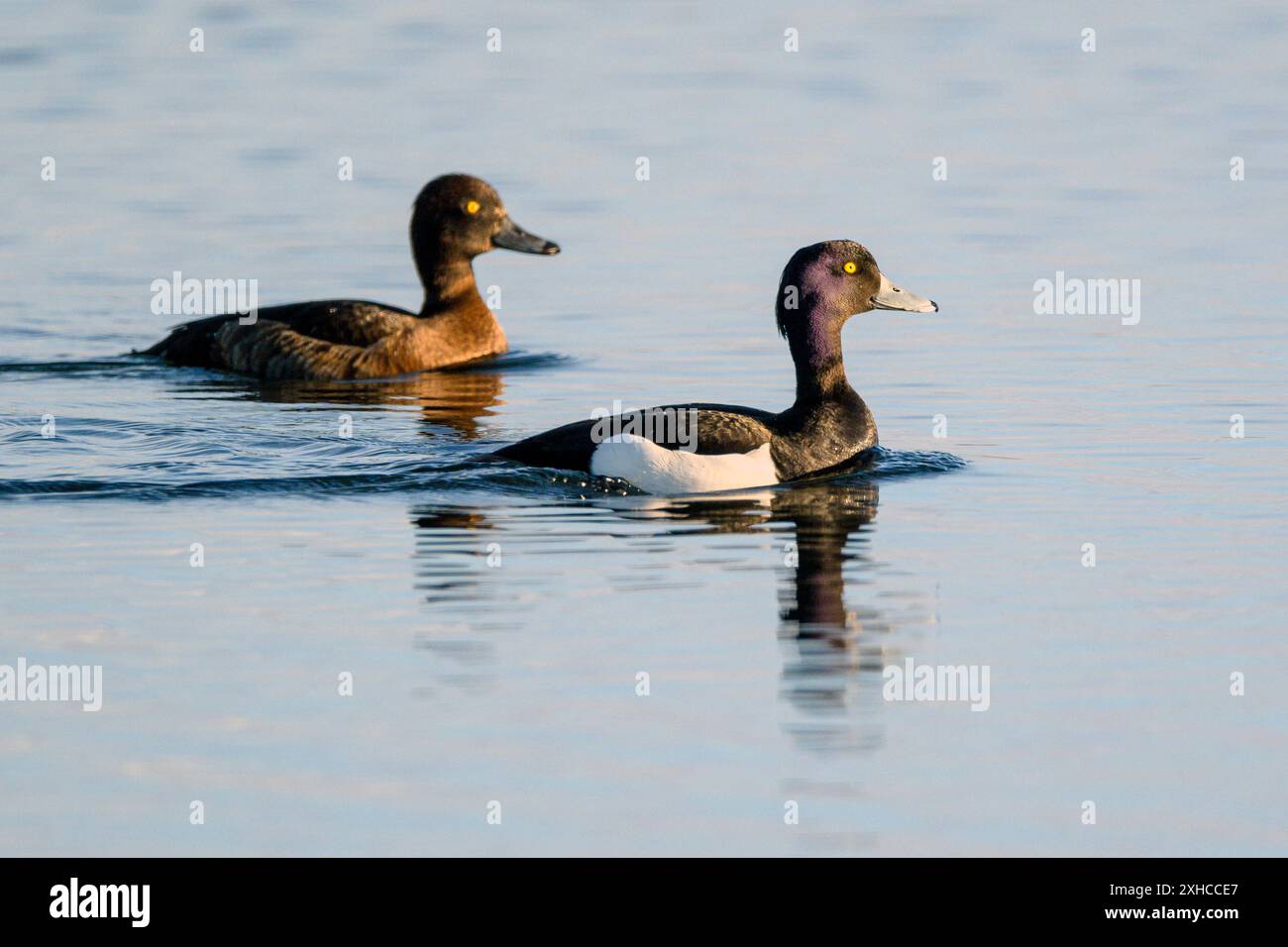 Pair of tufted ducks (Aythya fuligula, male at right) from Myvatn ...