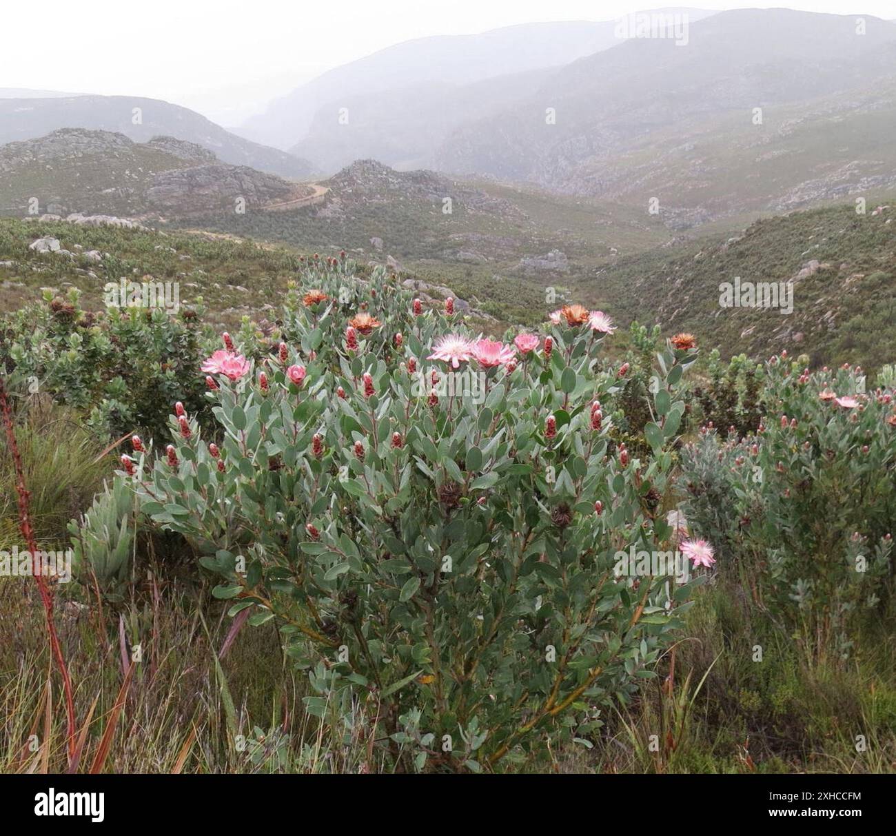 Water Sugarbush (Protea punctata) Waboomsberg in the Swartberg Stock ...