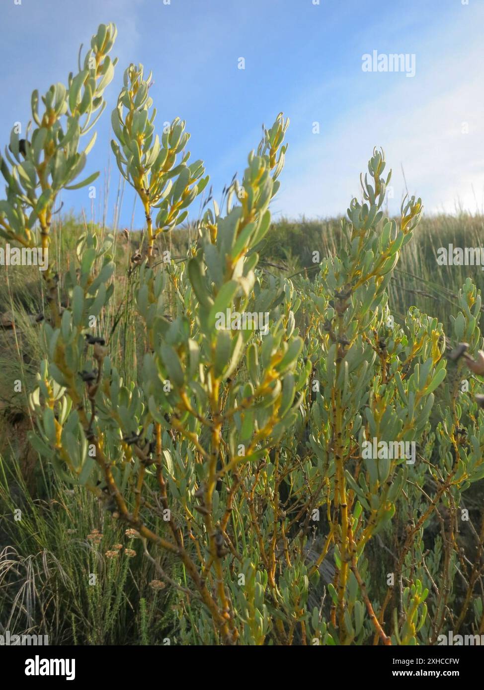 Mountain Honeybush (Cyclopia intermedia) Swartberg Pass about 3kms ...