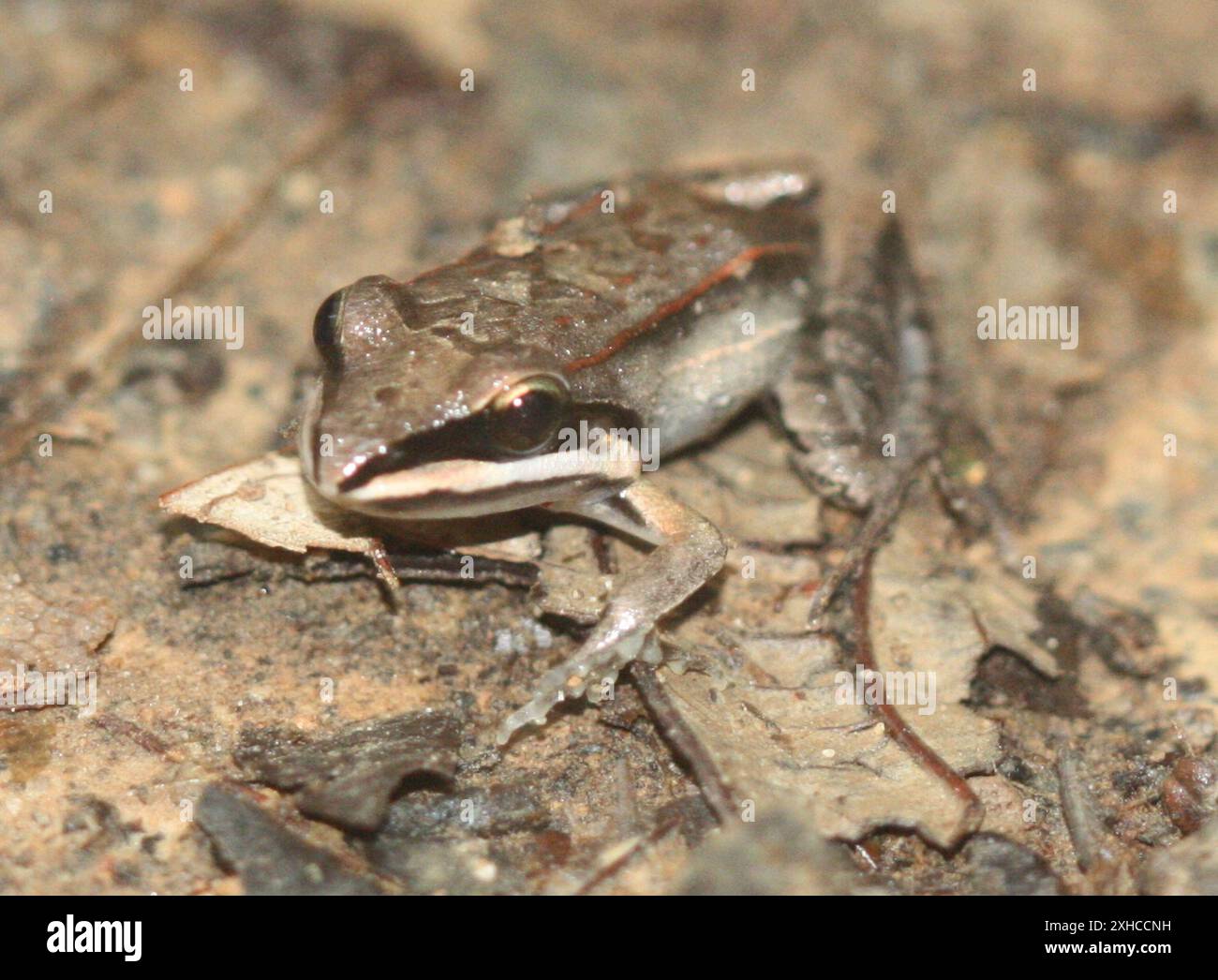 Madre de Dios Thin-toed Frog (Leptodactylus didymus) Tambopata, PE-MD ...
