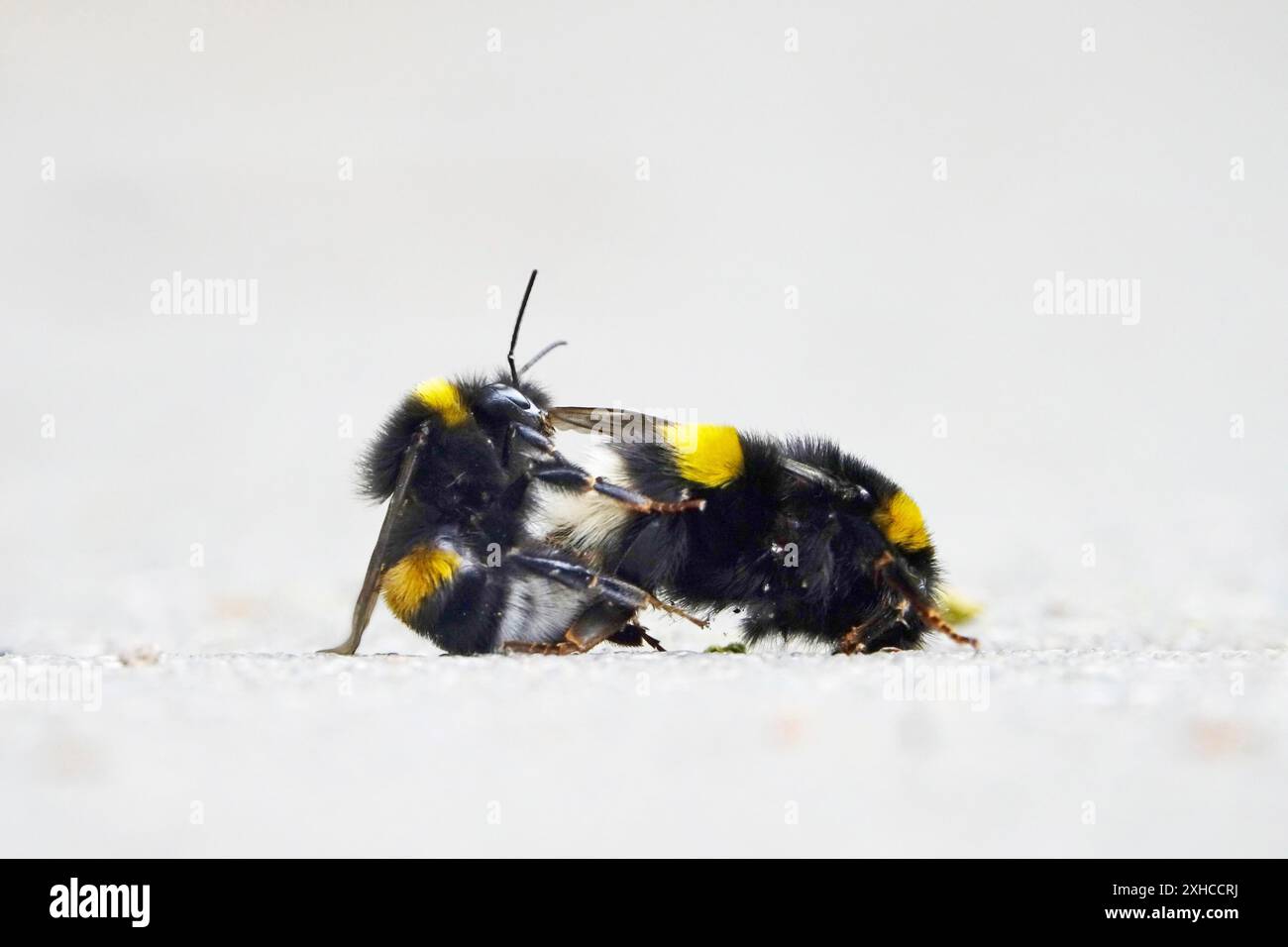 Pair of bees mating hi-res stock photography and images - Alamy