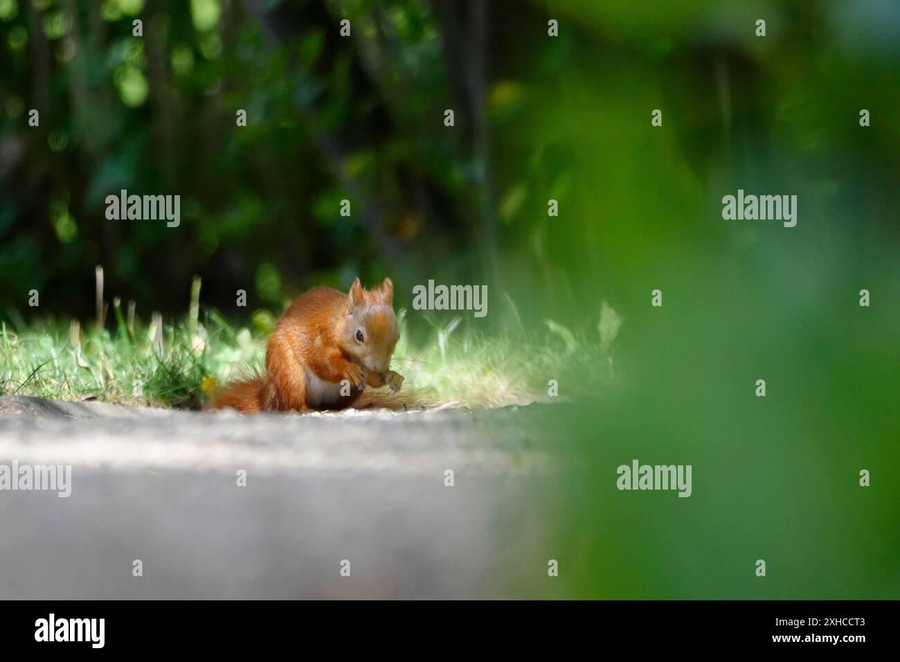 Summer squirrel hi-res stock photography and images - Alamy