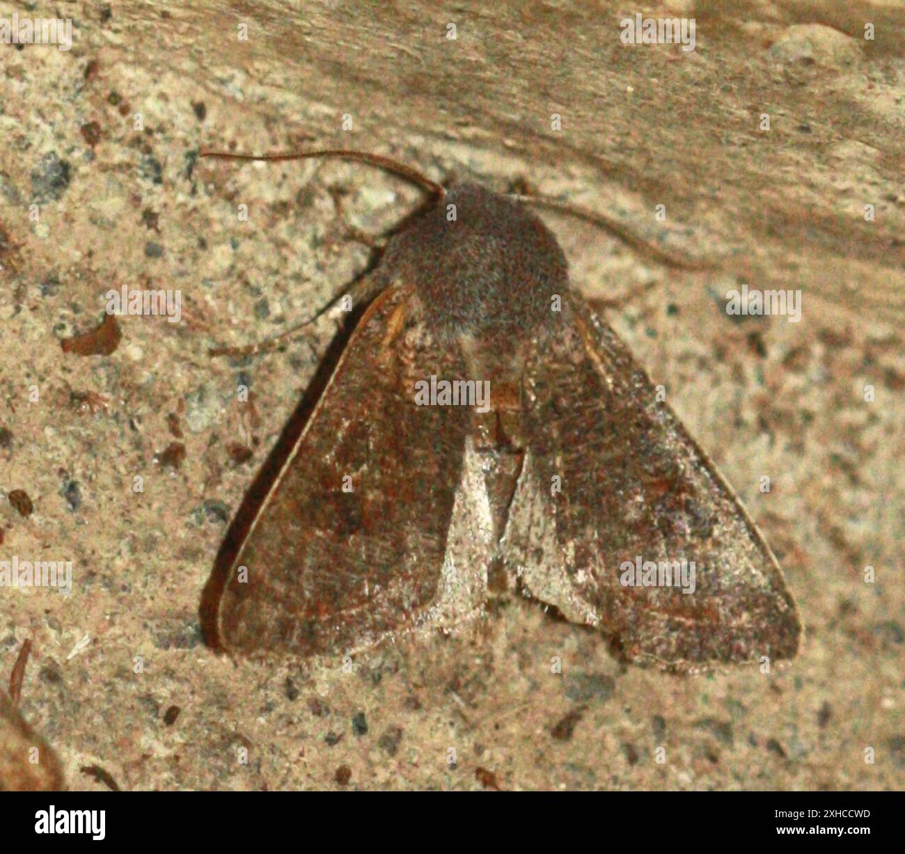 Cutworms and Dart Moths (Noctuinae) Healdsburg, CA Stock Photo - Alamy