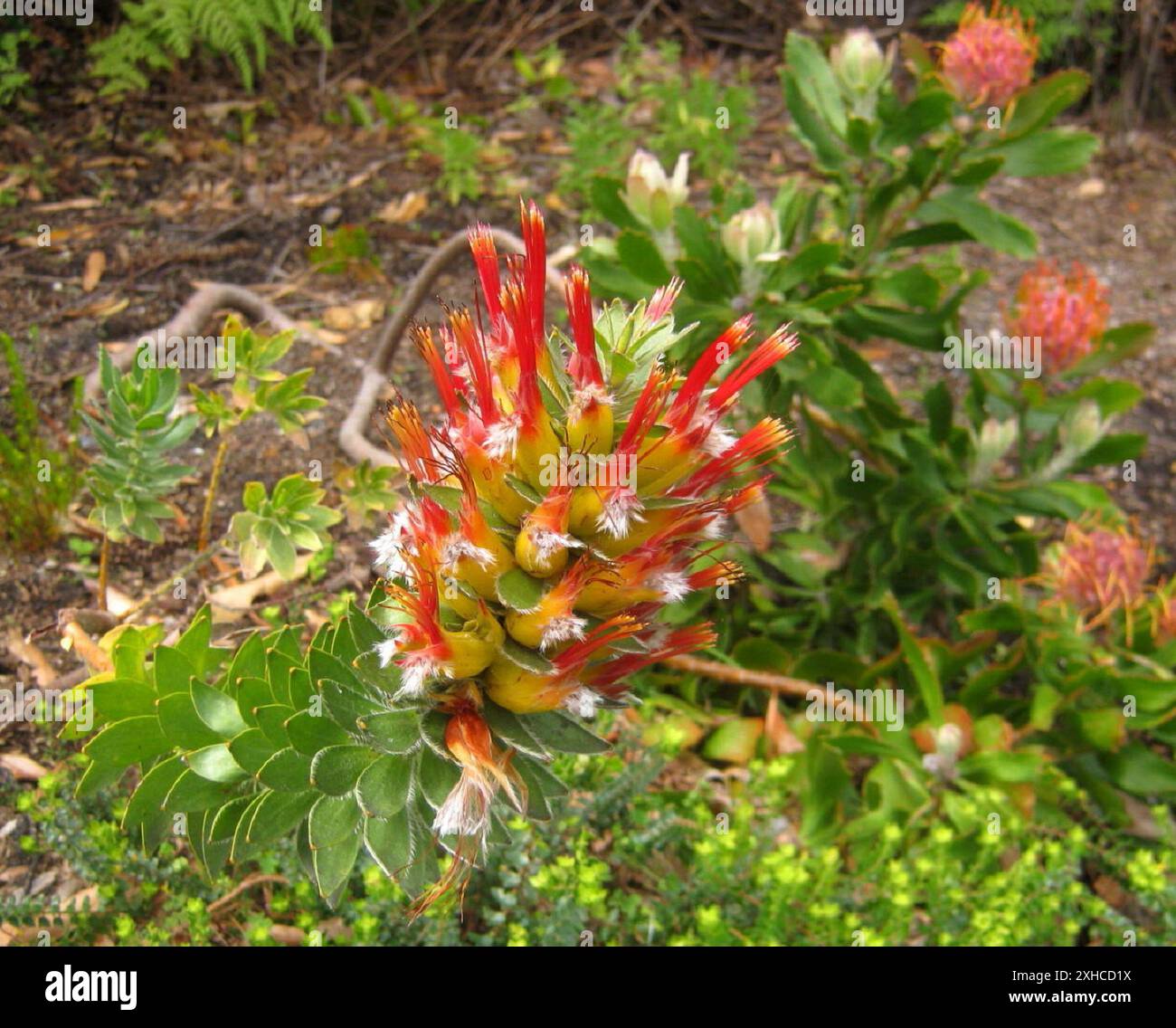 Mimetes hirtus hi-res stock photography and images - Alamy