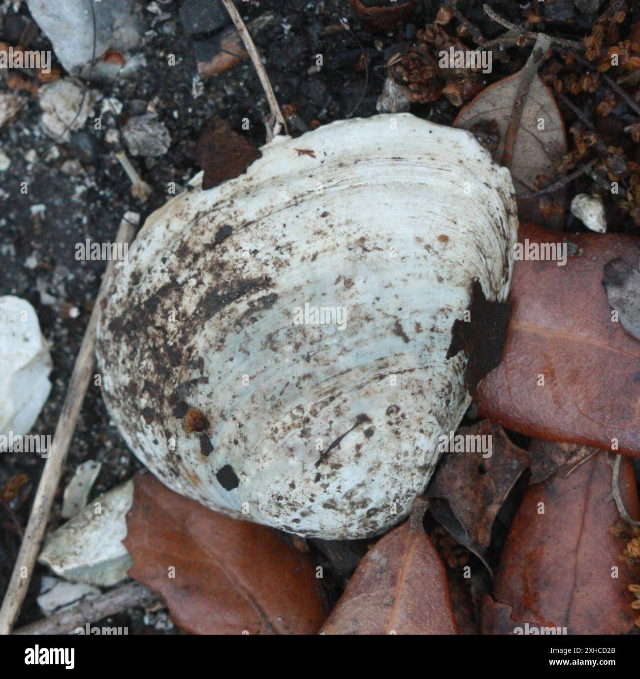 Atlantic Rangia (Rangia cuneata) Crown Point, Louisiana, United States ...