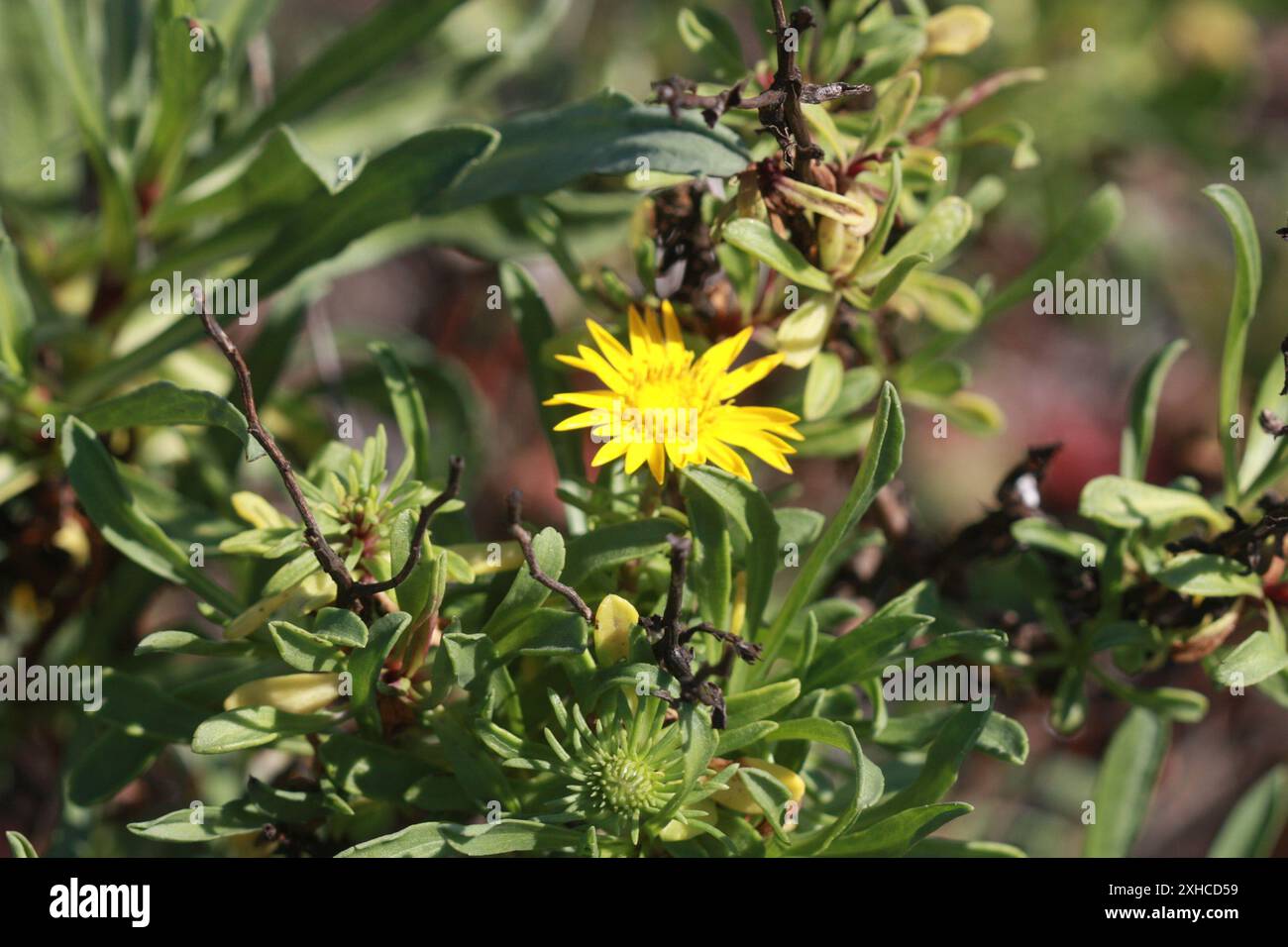 gumplants (Grindelia) Emoryville, CA Stock Photo - Alamy