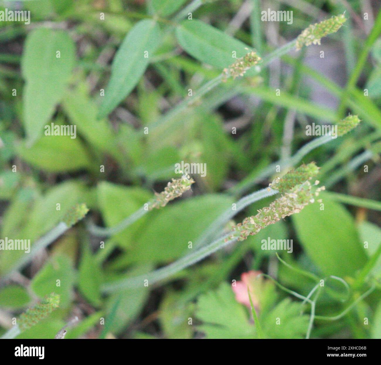 dwarf plantain (Plantago virginica) Estelle, Louisiana, United States ...