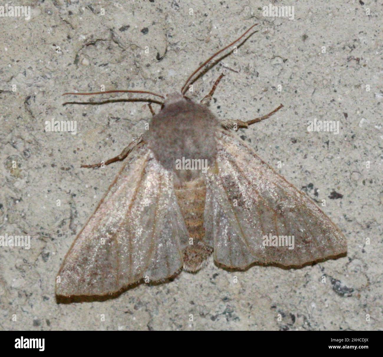 Cutworms and Dart Moths (Noctuinae) Healdsburg, CA Stock Photo - Alamy