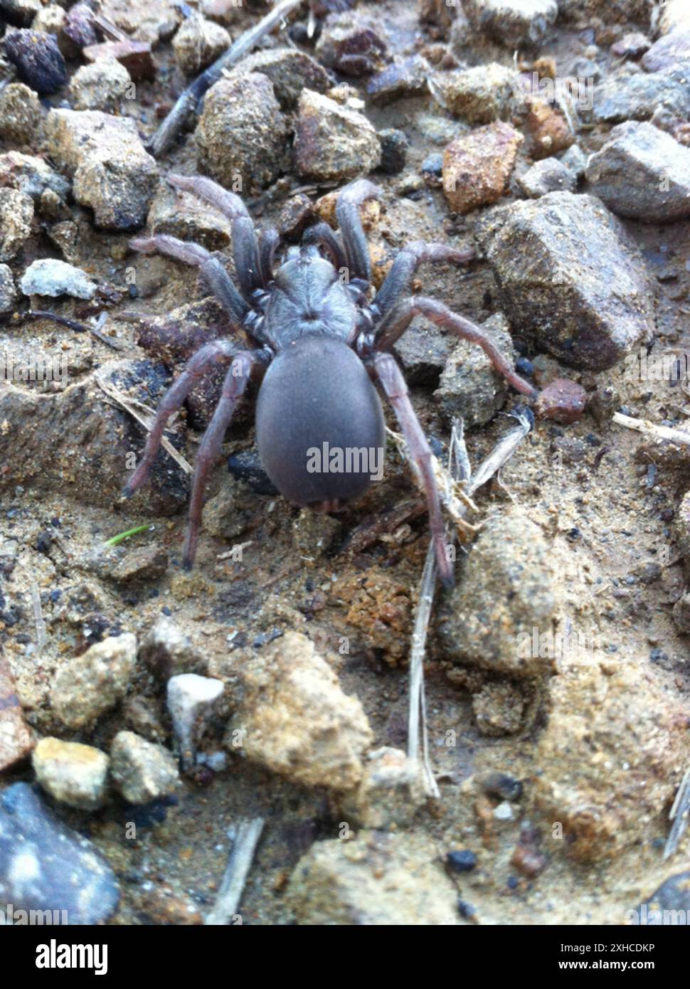 False Tarantula (Calisoga longitarsis) 200 Sarah Dr, Corte Madera, CA ...