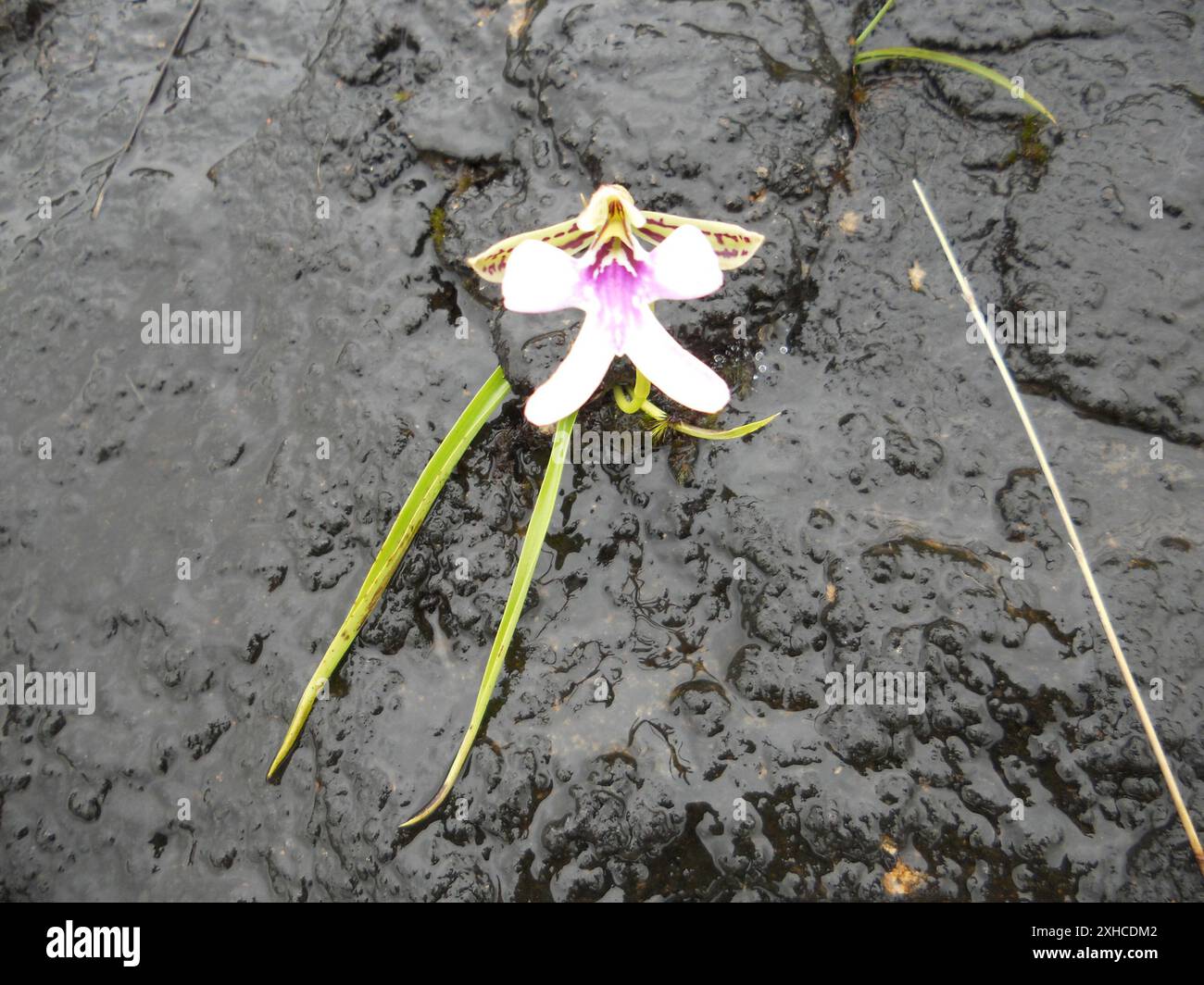 (Cynorkis uniflora) Analamanga, MG-AV, MG Stock Photo - Alamy