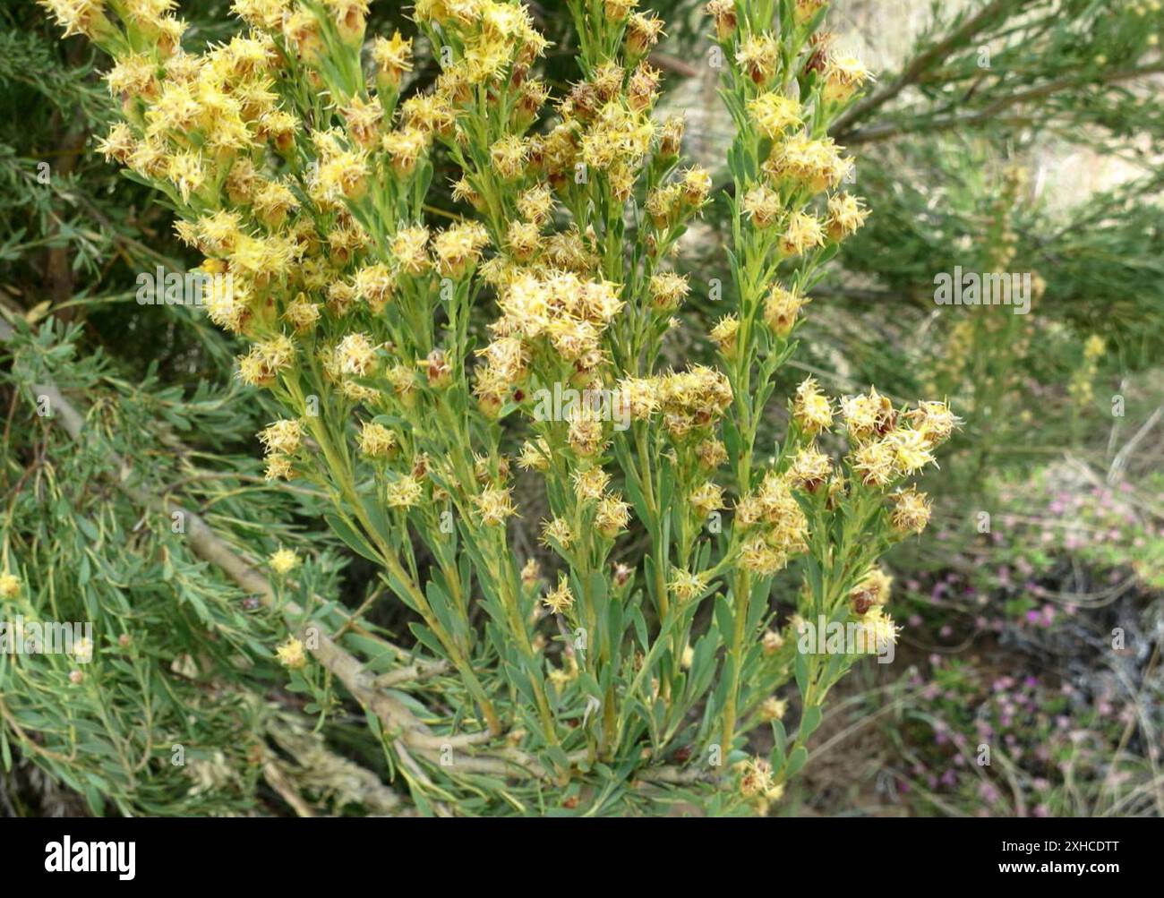 Spinning-top Conebush (Leucadendron rubrum) On the jeep track from ...